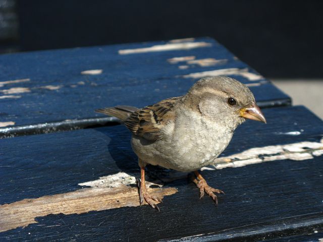 Aspergers From The Inside | My Aspergian Mind Explained